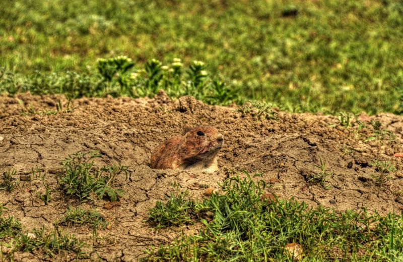Professional Gopher Removal for Safe, Gopher-Free Yards